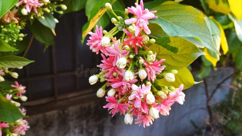 Quisqualis Indica or Rangoon Creeper Plant Stock Photo - Image of ...