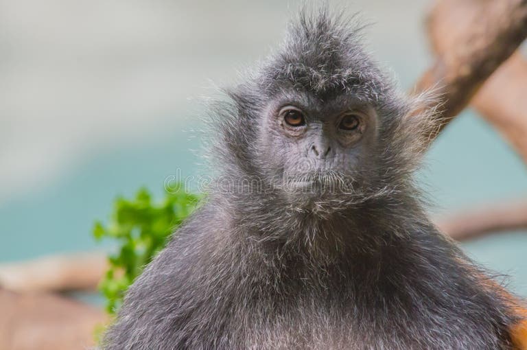 Quite a Character stock image. Image of silvered, portrait - 80485233