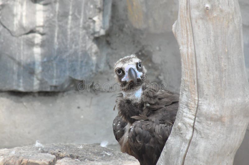 Quite interesting stock photo. Image of curiosity, young - 48341284