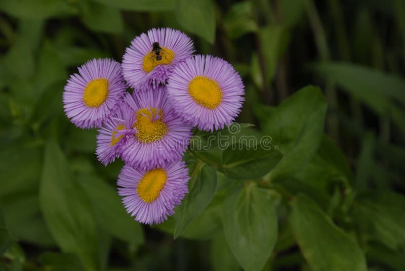 Quite landing stock photo. Image of flower, background - 95377784