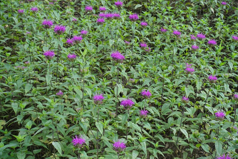 Quite a Lot of Violet Flowers of Monarda Stock Photo - Image of monarda ...