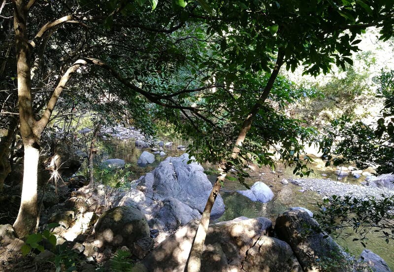 Tree trunk in forest stock photo. Image of system, stone - 128499780
