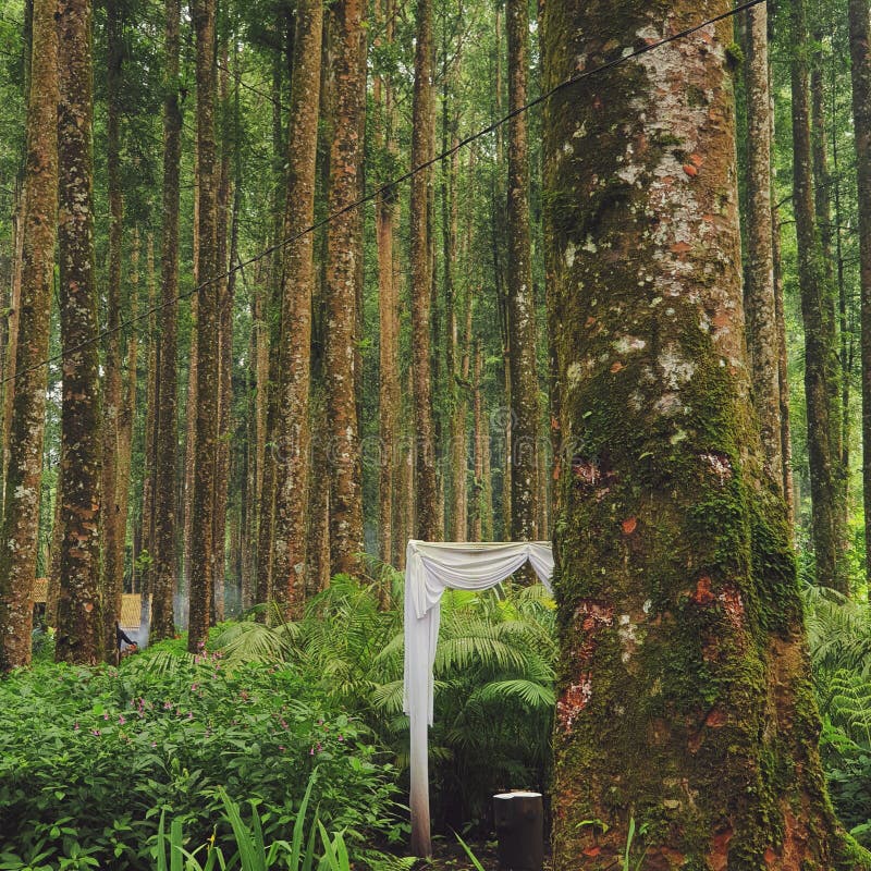 So quite in small forest stock image. Image of forest - 266111591