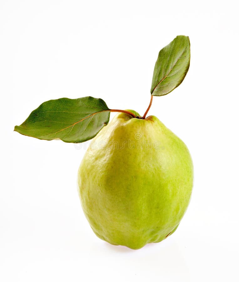 Quitte stockbild. Bild von gesund, blatt, hell, landwirt - 10831083