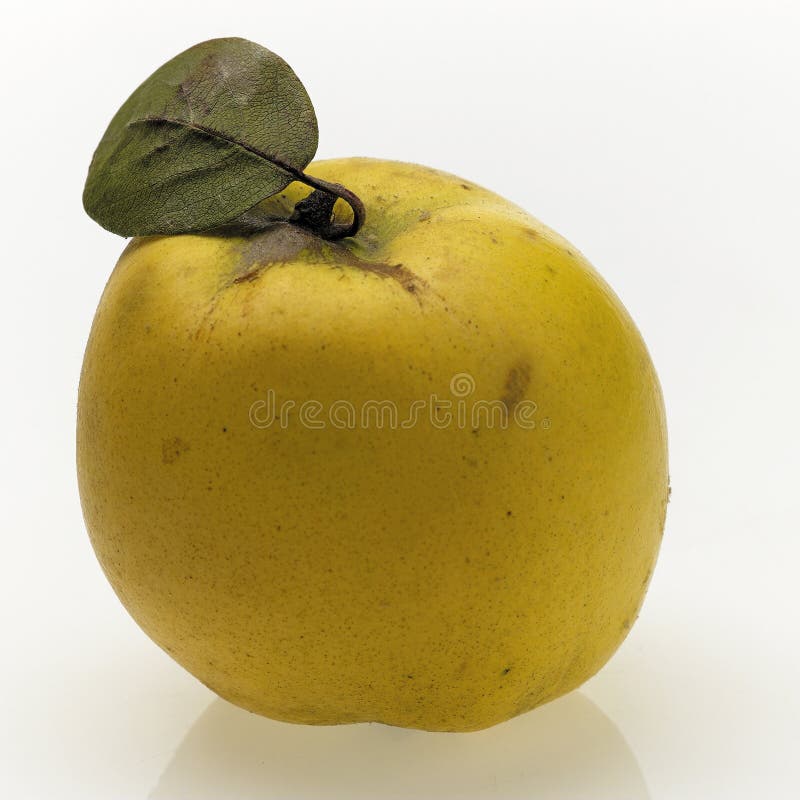 Quitte stockbild. Bild von bitter, apfel, quitte, blatt - 373725