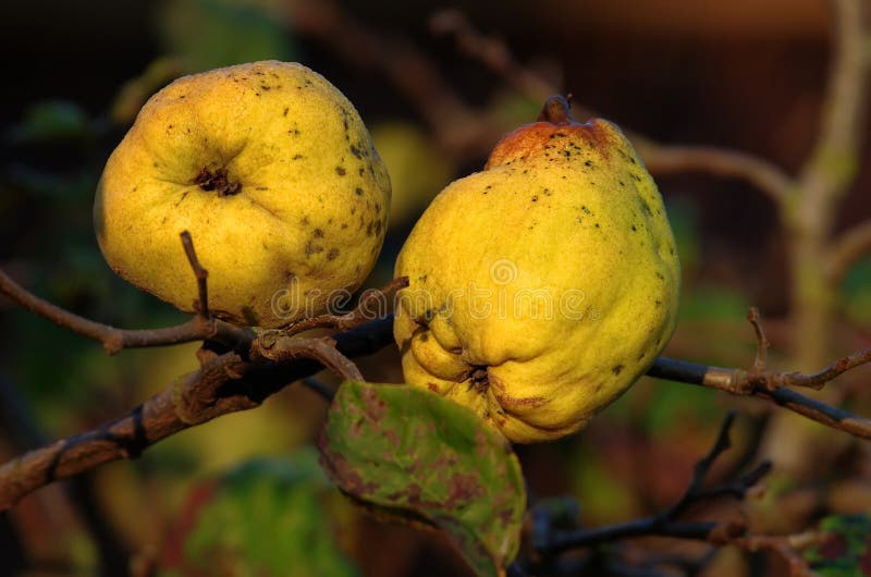 Quitte stockfoto. Bild von blatt, bestandteil, zweig - 78860208