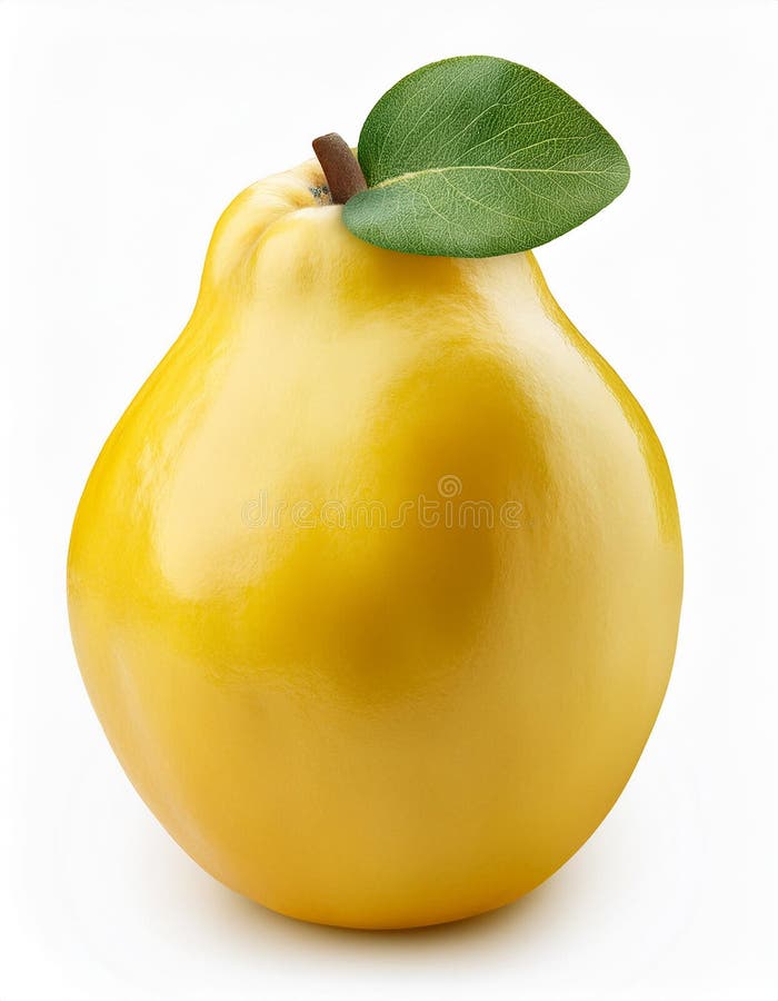 Quitte Auf Weißem Hintergrund Isoliert Stock Abbildung - Illustration ...