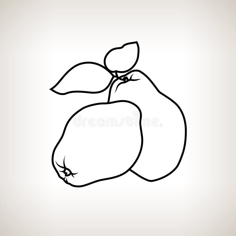 Quitte in den Konturen vektor abbildung. Illustration von stilisiert ...