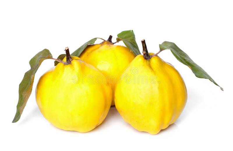 Quitte stockbild. Bild von frisch, blätter, quitte, frucht - 9374631