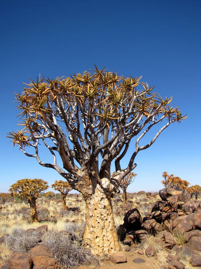 Quiver tree stock photo. Image of kokerboom, african - 11210920