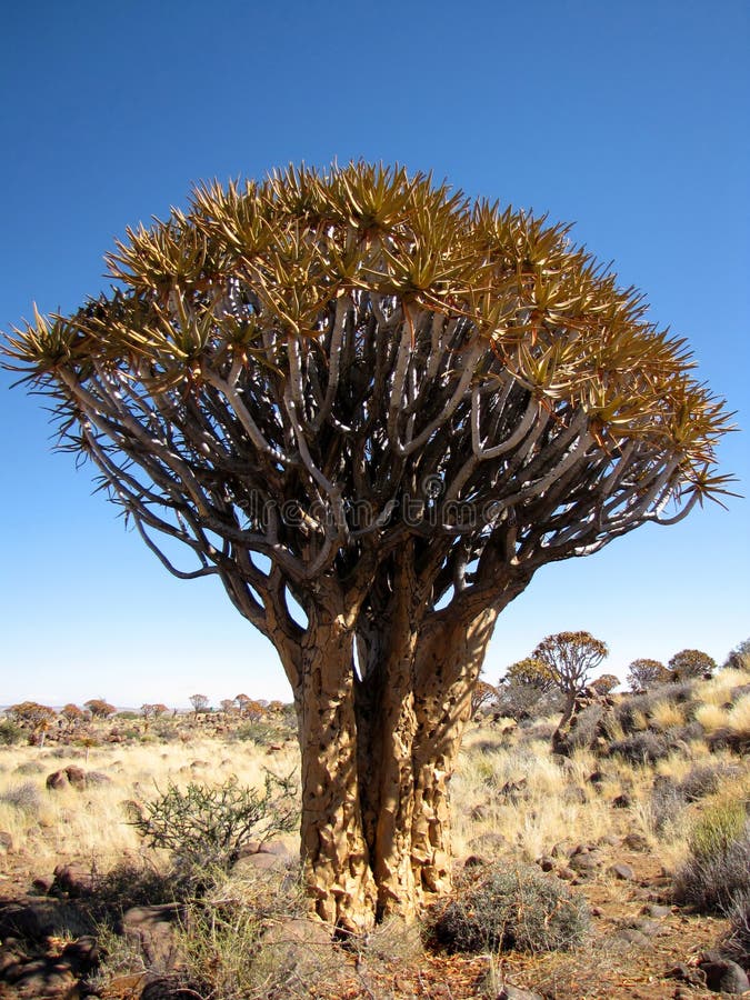 Quiver tree stock photo. Image of kokerboom, african - 11210920