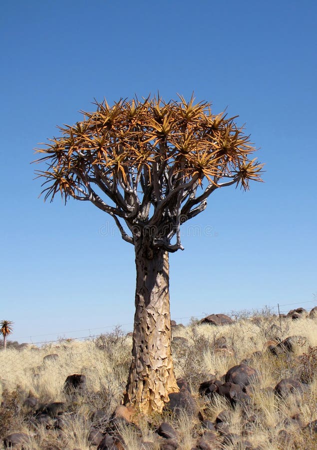 Quiver tree stock photo. Image of kokerboom, african - 11210920