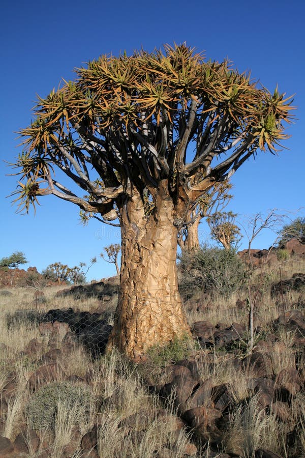 Quiver Tree, Namibia, Southern Africa Stock Photo - Image of cloudy ...