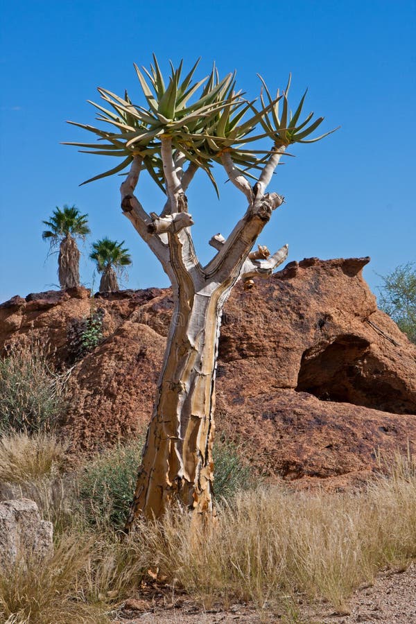 Quiver tree stock image. Image of rosette, purple, aloe - 19845055