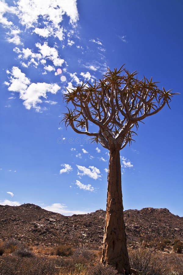 Quiver tree stock image. Image of kokerboom, quiver, namaqua - 23777355