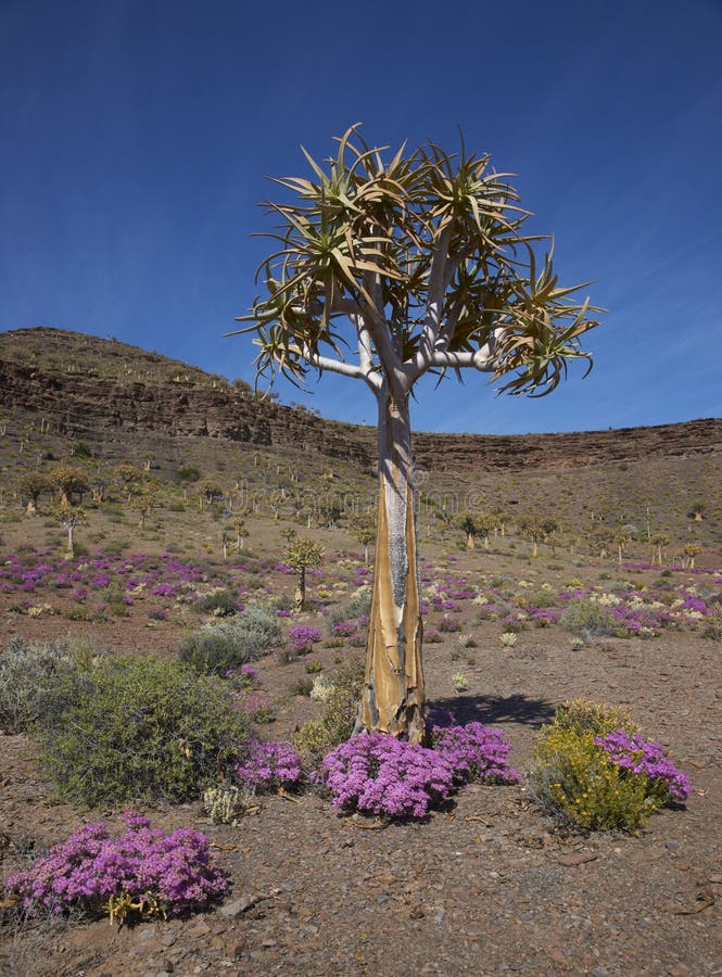 Quiver tree forest stock photo. Image of africa, flower - 26159862