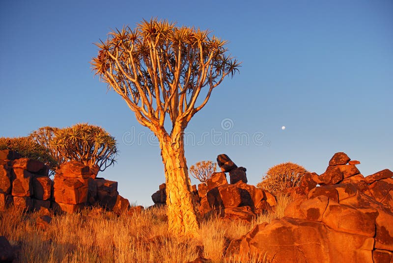Quiver tree stock image. Image of kokerboom, quiver, evening - 26247163