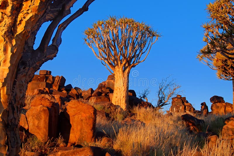 Quiver Tree Landscape, Namibia Stock Photo - Image of quiver, desert ...