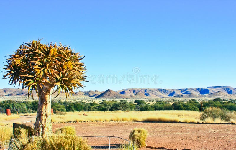 Quiver Tree Landscape, Namibia Stock Photo - Image of ecology, detail ...