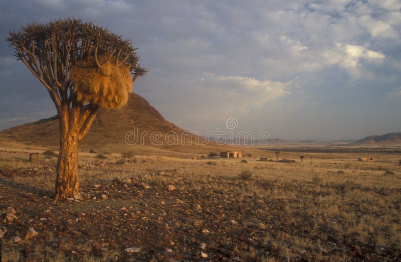 Quiver Tree stock image. Image of quiver, desert, bird - 4180697