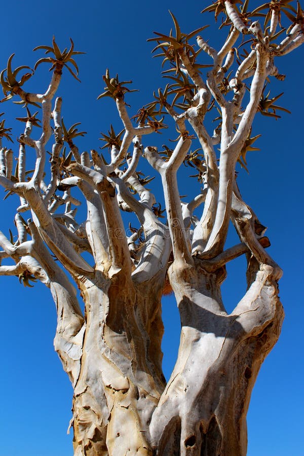 Quiver tree stock photo. Image of bark, blue, quiver - 69123482