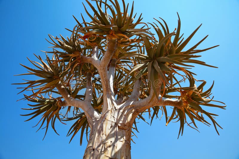 Quiver tree stock photo. Image of quiet, clouds, blue - 210786158