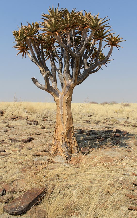 Quiver Tree (Aloe Dichotoma) In The Namib Desert Stock Image - Image of ...