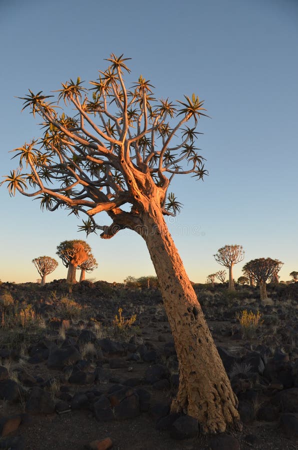 Quiver Tree (Aloe Dichotoma), Namibia Stock Image - Image of plant ...