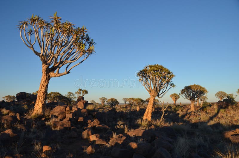Quiver Tree (Aloe Dichotoma), Namibia Stock Image - Image of namibia ...