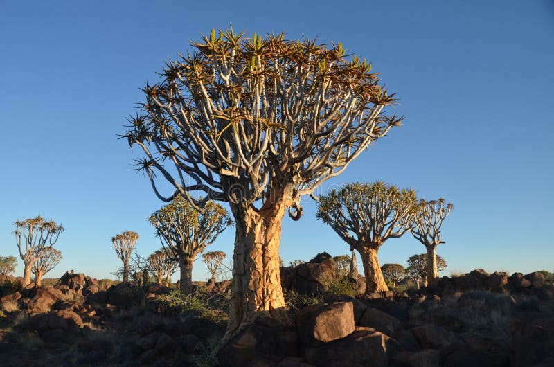 Quiver Tree (Aloe Dichotoma), Namibia Stock Image - Image of park ...