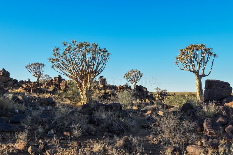 Quiver Tree - Aloidendron Dichotomum Stock Image - Image of namibia ...