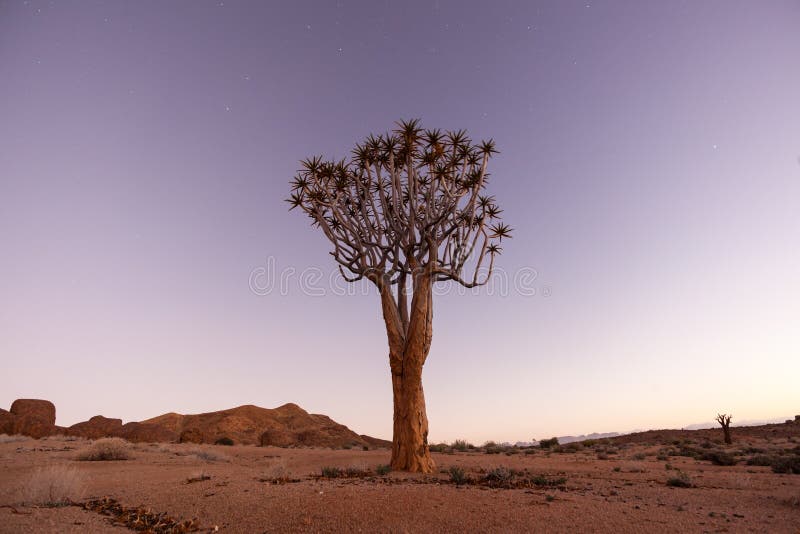 Quiver Tree at Blue Hour stock photo. Image of sunlight - 64982046