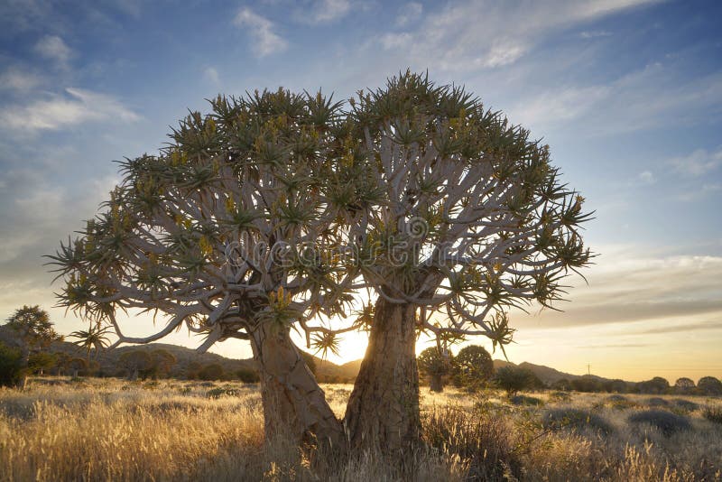 Quiver Tree in Desert Landscape at Sunset Stock Photo - Image of aloe ...