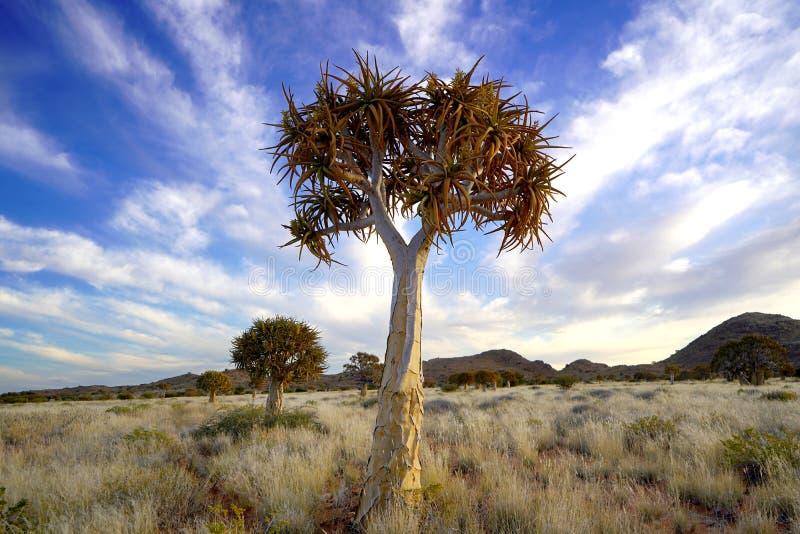 Quiver Tree in Desert Landscape at Sunset Stock Photo - Image of ...