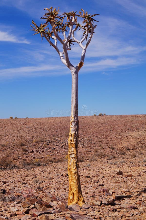 Quiver Tree, Fish River Canyon, Ai-Ais Richtersveld Transfrontier Park ...
