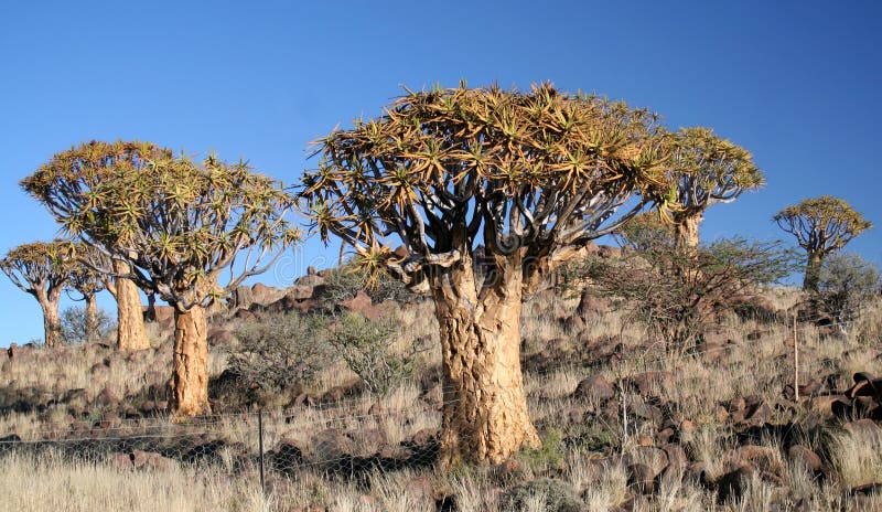 Quiver tree stock photo. Image of kokerboom, aloaceae - 15693402