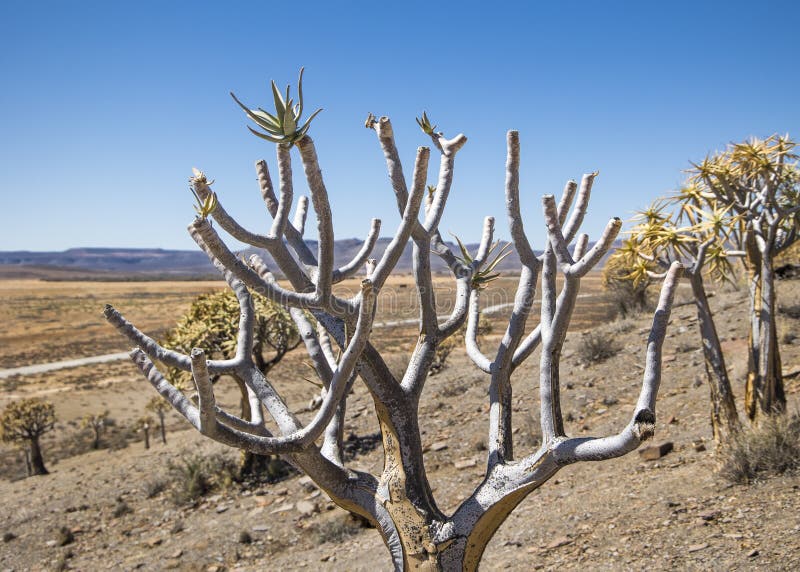 1,249 Karoo Tree Stock Photos - Free & Royalty-Free Stock Photos from ...