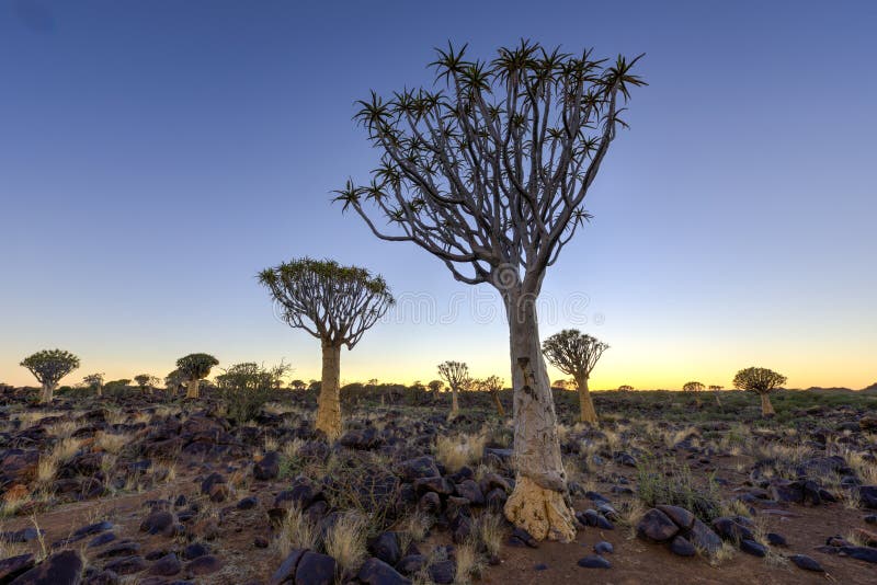 Quiver Tree Forest - Nambia Stock Image - Image of desert, giant: 58162473