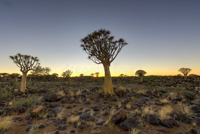 Quiver Tree Forest - Nambia Stock Photo - Image of rocks, sightseeing ...