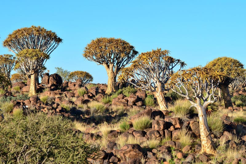 Quiver tree forest,Namibia stock photo. Image of rock - 23532468