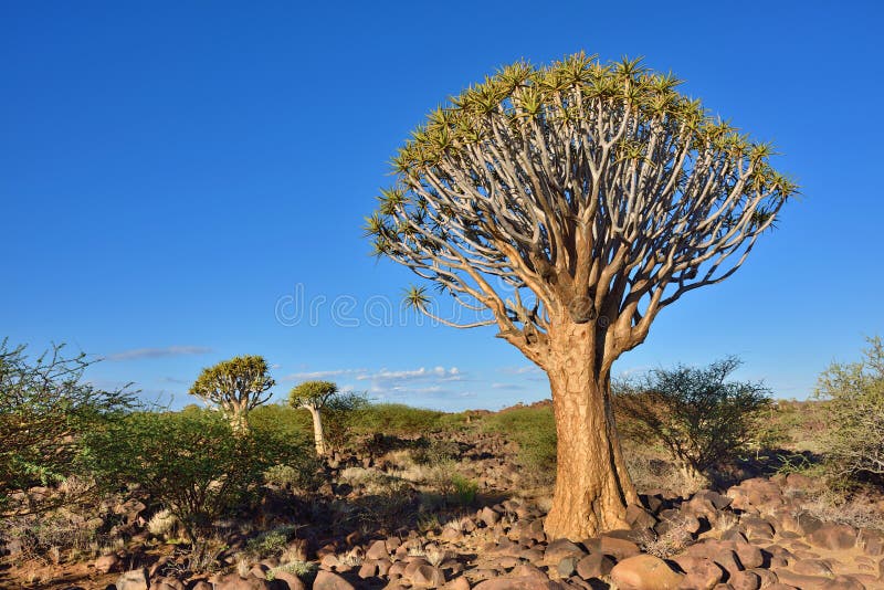 Quiver Tree Forest Namibia stock image. Image of africa - 66935727