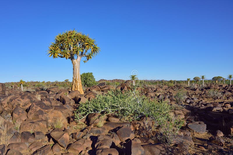 Quiver Tree Forest Namibia stock image. Image of landscape - 67640681