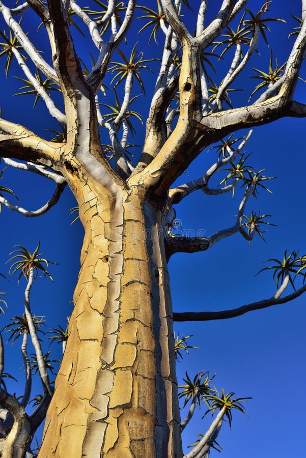 Quiver Tree Forest Namibia stock photo. Image of park - 68062630