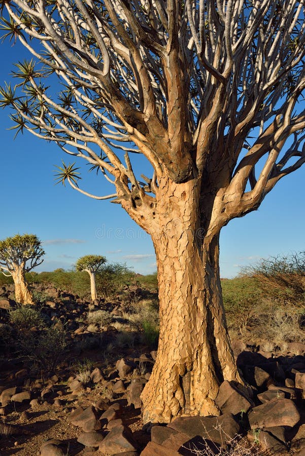 Quiver Tree Forest Namibia stock image. Image of evening - 68691185