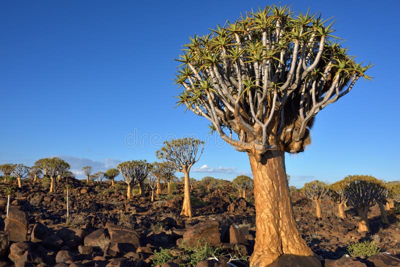 Quiver Tree Forest Namibia stock photo. Image of scenic - 68694576