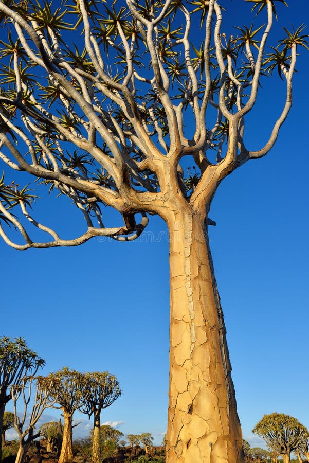 Quiver Tree Forest Namibia stock image. Image of fabulous - 69210791