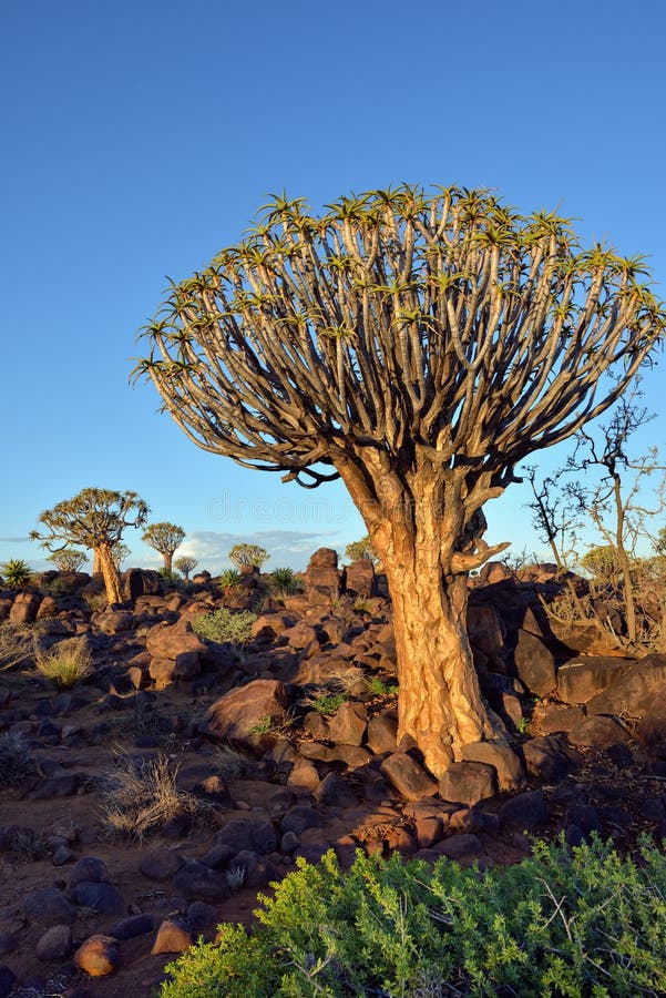 Quiver Tree Forest Namibia stock image. Image of kokerboom - 71913555
