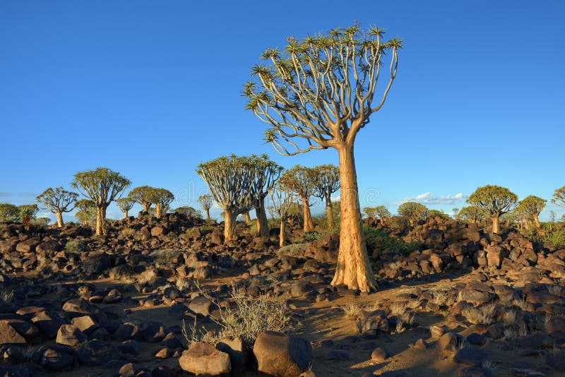 Quiver Tree Forest Namibia stock photo. Image of magical - 73740776