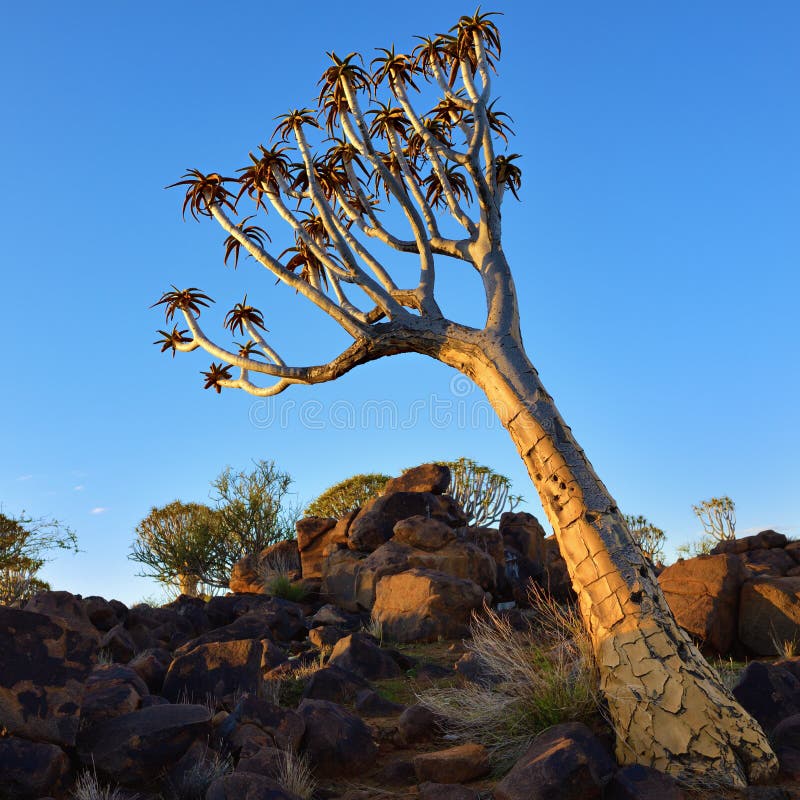 Quiver Tree Forest Namibia stock photo. Image of park - 74053678