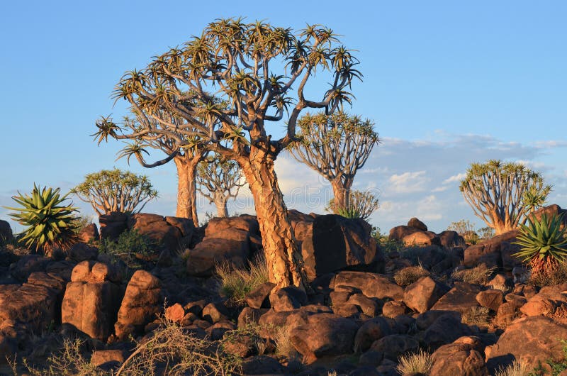 Quiver Tree Forest Namibia stock image. Image of quiver - 75998941